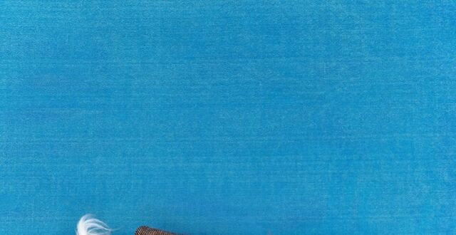 VBC × JACQUES WEI PETS推出2023秋冬宠物联名系列 “CONNECTION”_腾讯新闻