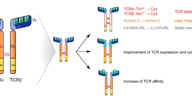Science系列综述：TCR-T治疗实体瘤的挑战与前景_腾讯新闻