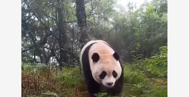 红外相机咔嚓 小熊友在“网红打卡点”成功牵手_腾讯新闻