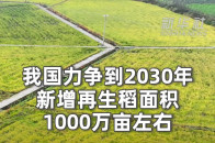 我国力争到2030年新增再生稻面积1000万亩左右_腾讯新闻