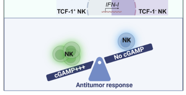 Cell Reports | 上海交通大学邓刘福教授团队揭示肿瘤浸润TCF-1+ NK细胞维持新机制_腾讯新闻