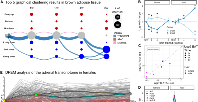 Cell Metab丨斯坦福大学研究揭示耐力训练如何改变大鼠线粒体多组反应_腾讯新闻