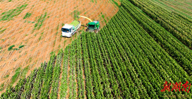 Farmers Busy with Farmwork During Chushu Solar Term_腾讯新闻