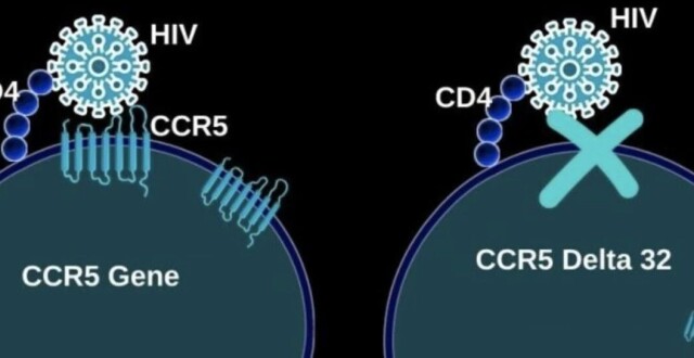 超越艾滋病的医学启示！Cell最新论文揭示贺建奎基因编辑的CCR5Δ32前世今生_腾讯新闻